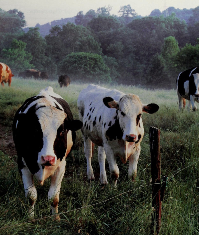 Erda: Natural Living Essentials –ERDA